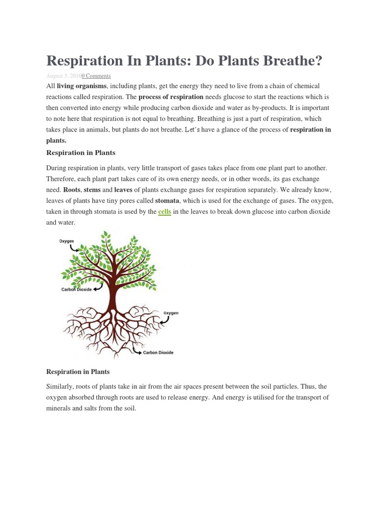 Respiration in Plants | PDF | Cellular Respiration | Photosynthesis
