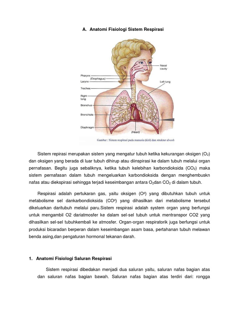 Anfis Respirasi Dan Patologi Penyakit Sistem Respirasi (Asmad Safain) | PDF