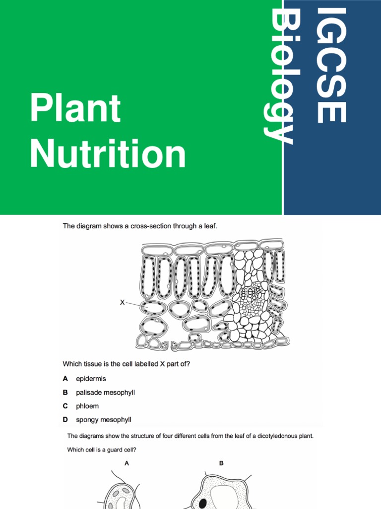 IGCSE Practice Questions - Plant Nutrition