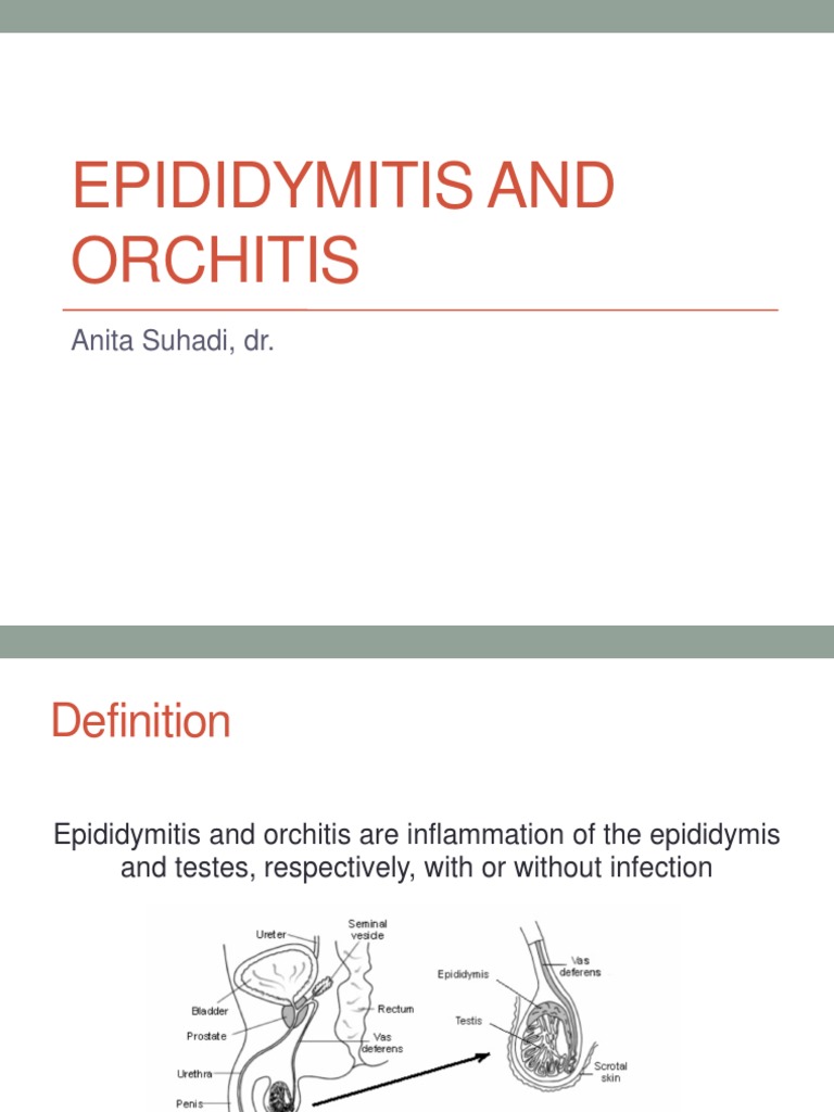 Orchitis (Eng) | PDF | Microbiology | Public Health