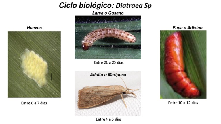 Ciclo Biologico de Diatraea Sp