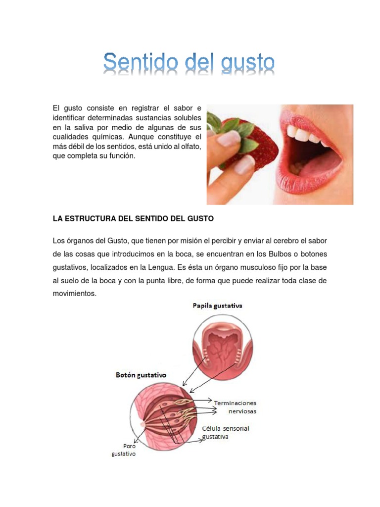 Sentido Del Gusto Informacion Para Revista | Gusto | Sabor