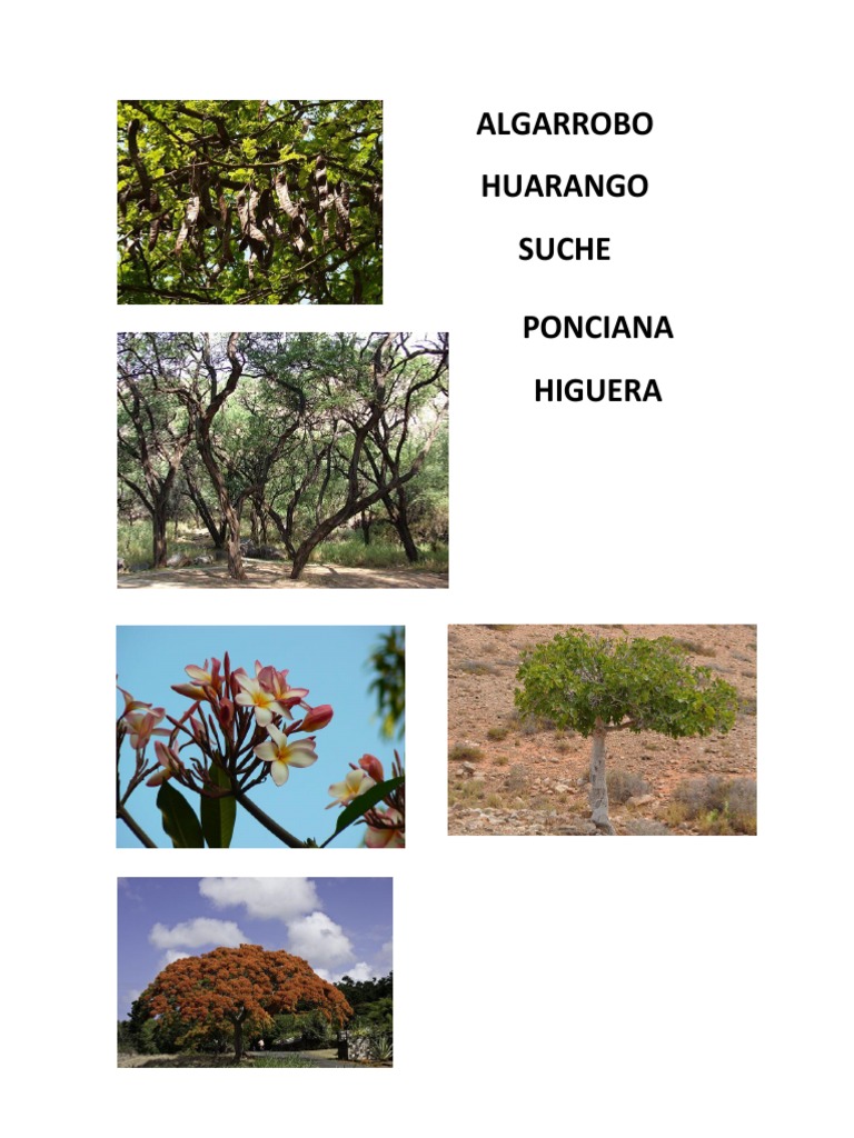 Algarrobo Huarango Suche Ponciana Higuera | PDF