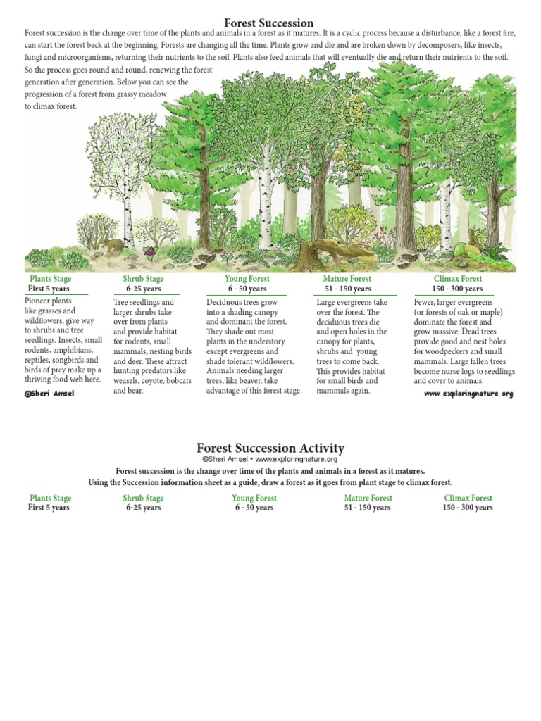 Forest Succession 1 | Download Free PDF | Disturbance (Ecology) | Forests