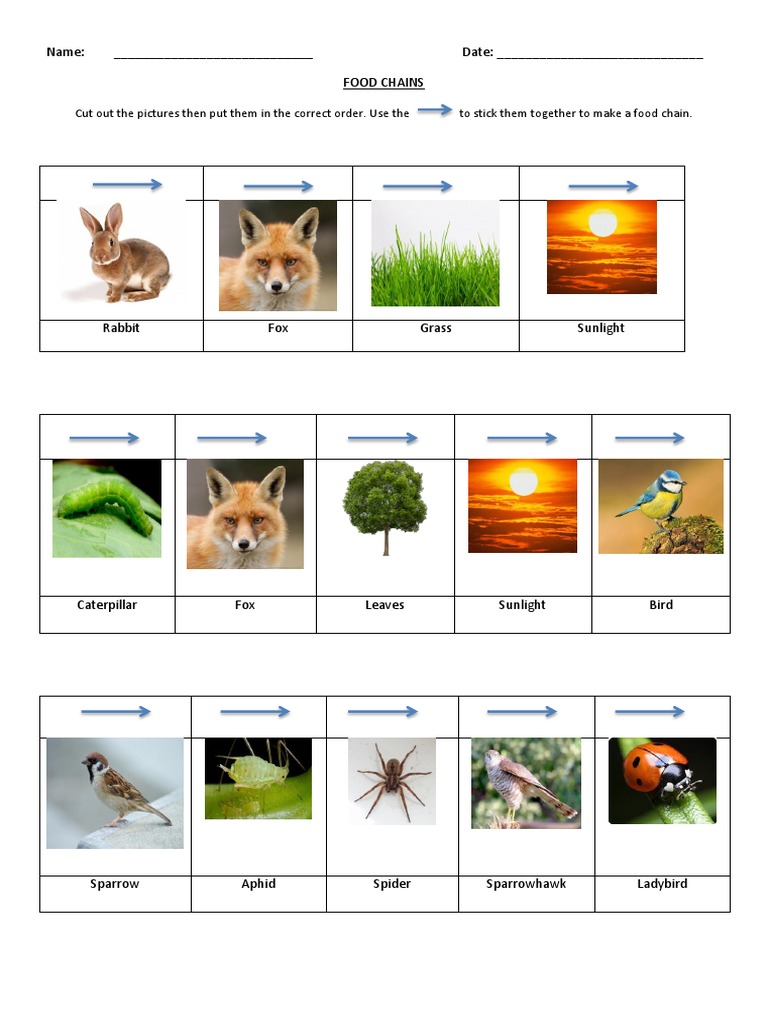 Food Chain Cut and Stick | PDF