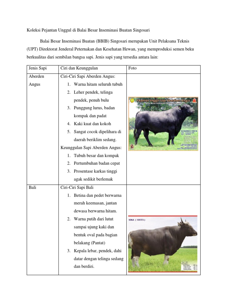 Katalog Pejantan Sapi BBIB Singosari | PDF