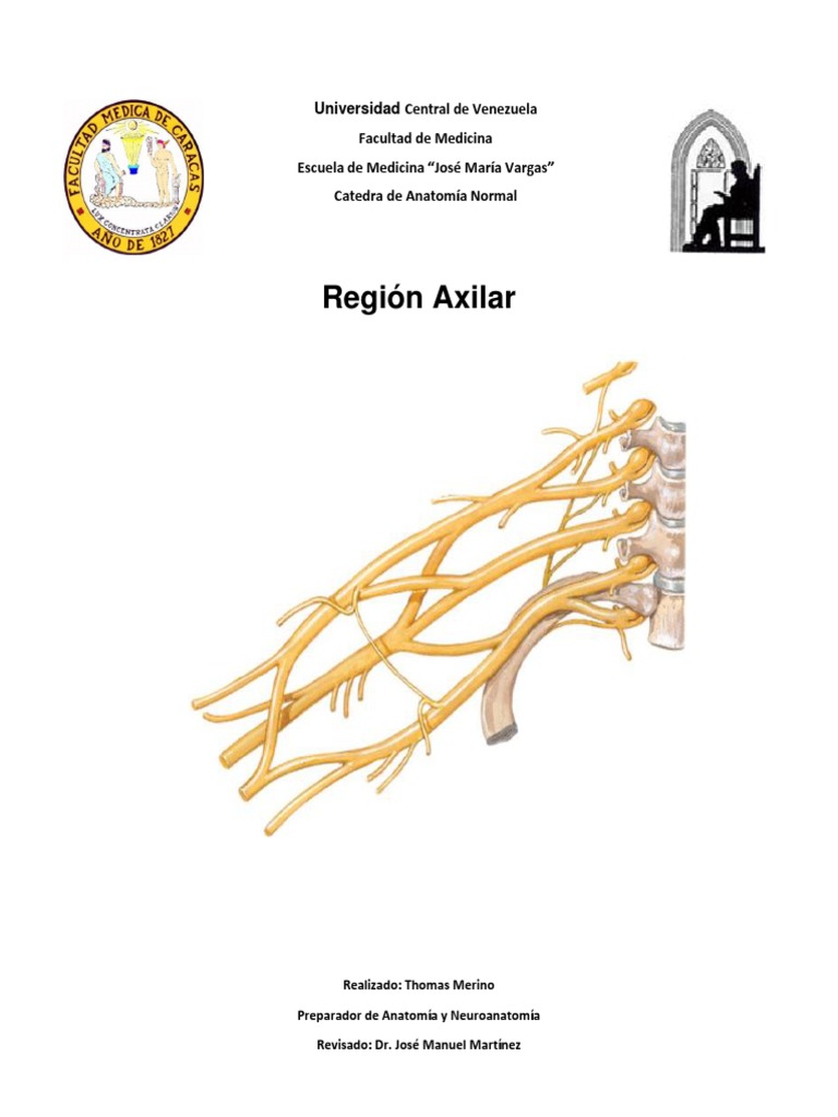 Anatomía de la Región Axilar | PDF | Anatomía humana | Sistema ...