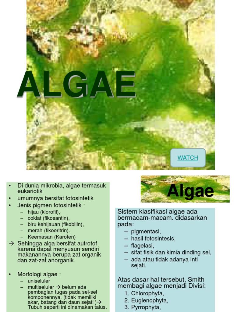 Alga | PDF