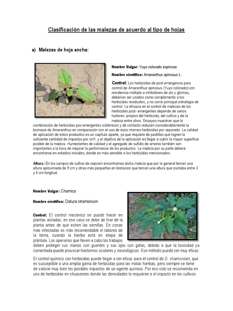 Clasificación de Las Malezas. | Agricultura | Naturaleza