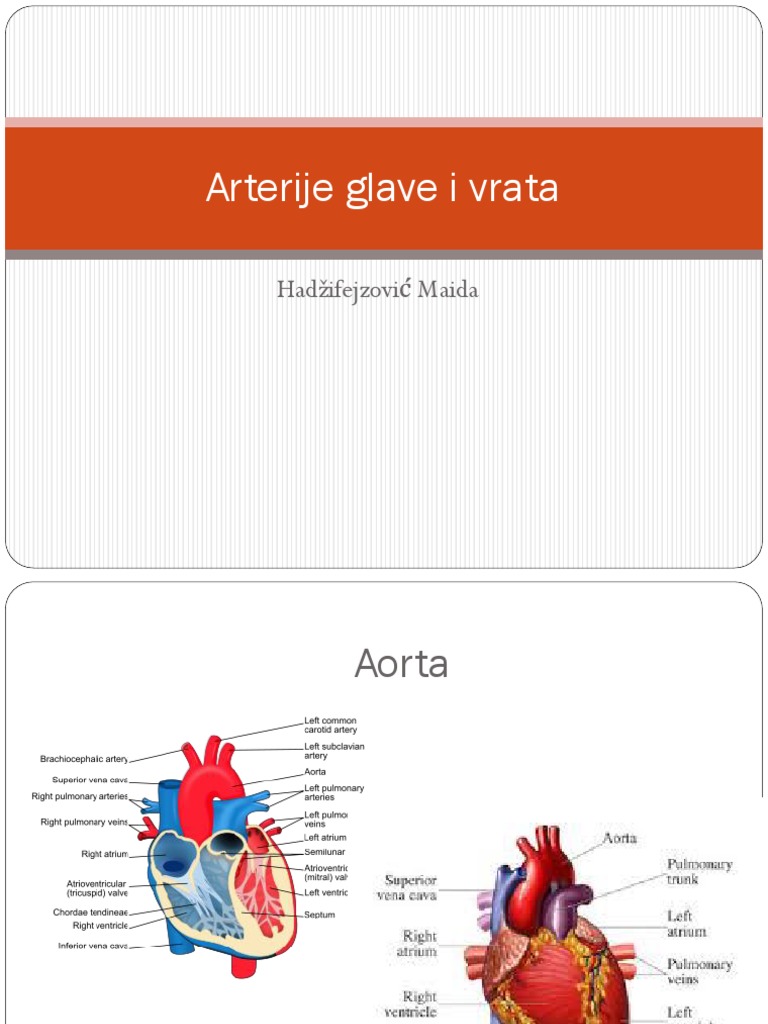 Arterije Glave I Vrata | PDF