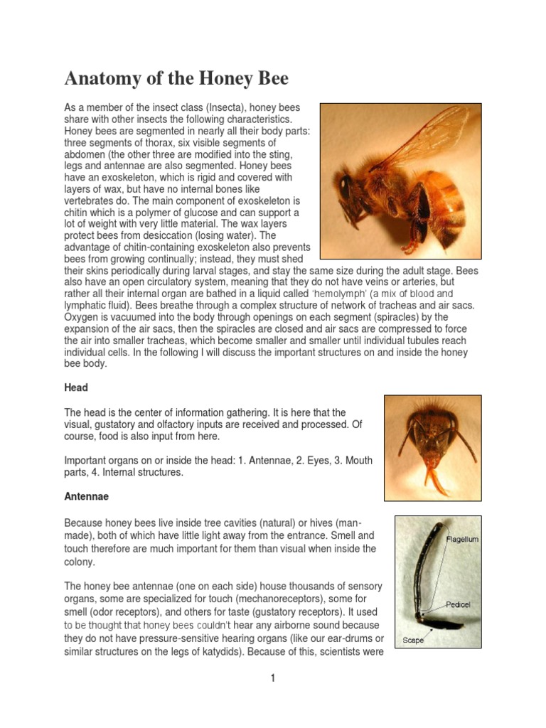 Anatomy of The Honey Bee | PDF | Insects | Honey Bee