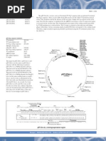 P ET28 | PDF | Vector (Molecular Biology) | Dna