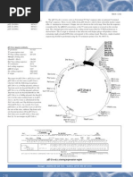 PET, PMAL and GST Vectors | PDF | Vector (Molecular Biology) | Promoter ...