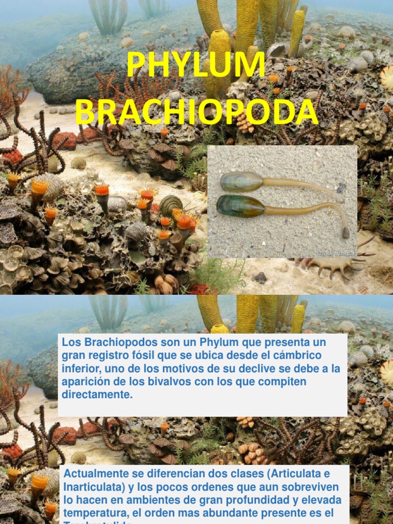 Brachipodos Generalidades | PDF
