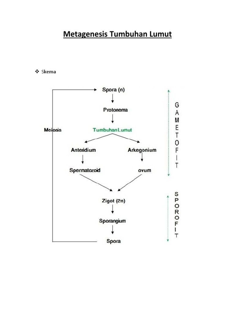 Tugas Bio - Gambar & Skema Gametogenesis Tumbuhan Lumut | PDF