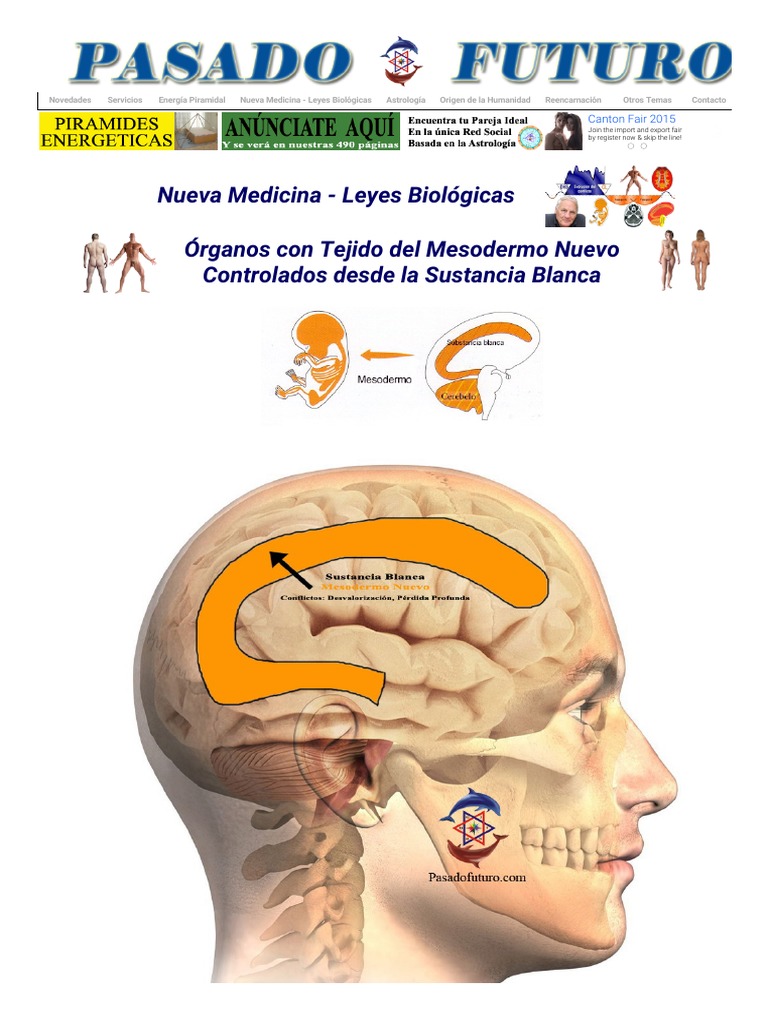 Nueva Medicina Germanica Hamer Mesodermo Nuevo Organos Tejidos | PDF ...