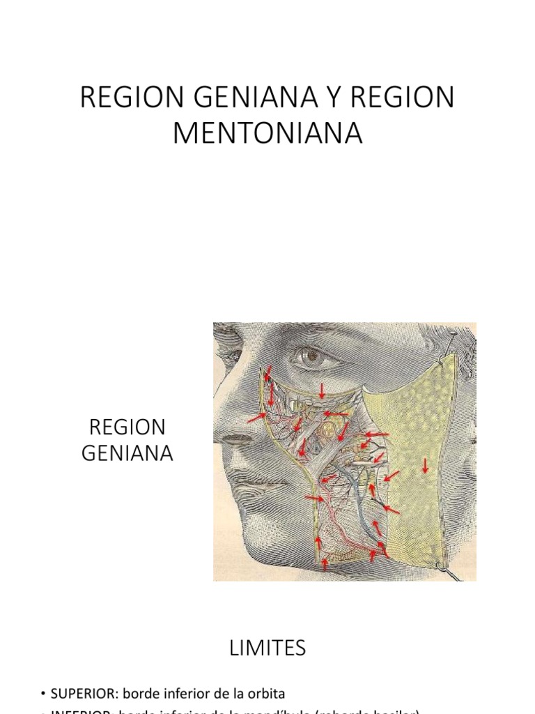 Region Geniana y Region Mentoniana | Músculo | Órgano (anatomía)