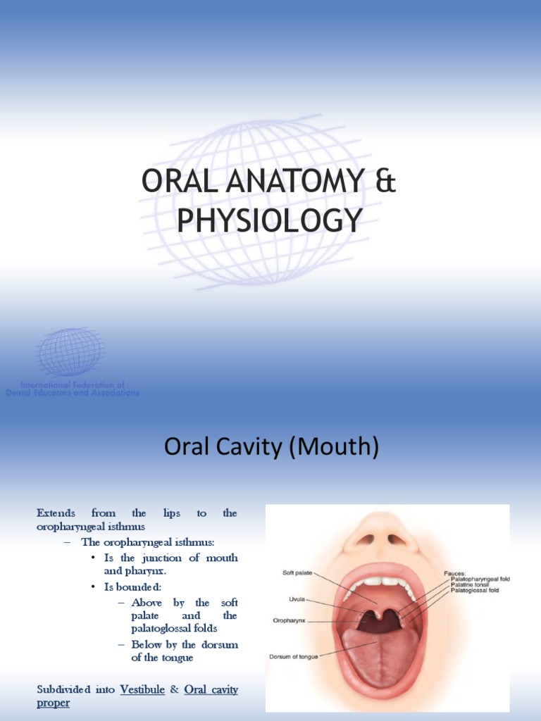 Anatomi Dan Fisiologi Mulut Bp2 | PDF | Tongue | Human Tooth