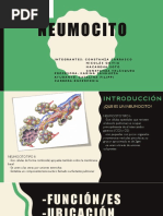 Neumocitos Tipo 1 y 2 - Histologia | PDF | Ciencia y matemáticas