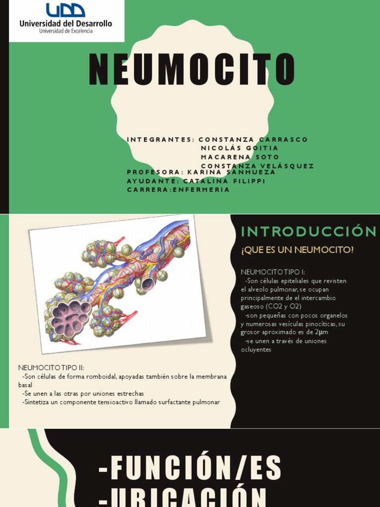 Caracterización y función de los neumocitos tipo I y II | PDF | Pulmón | Biología Celular