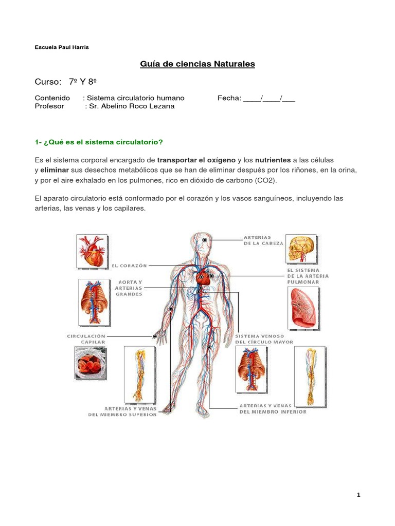 Sistema Circulatorio Humano para Niños | PDF | Corazón | Sistema ...