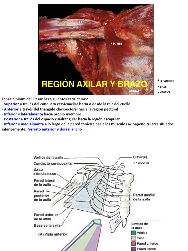 04 Axila y Brazo | PDF | Codo | Sistema musculoesquelético