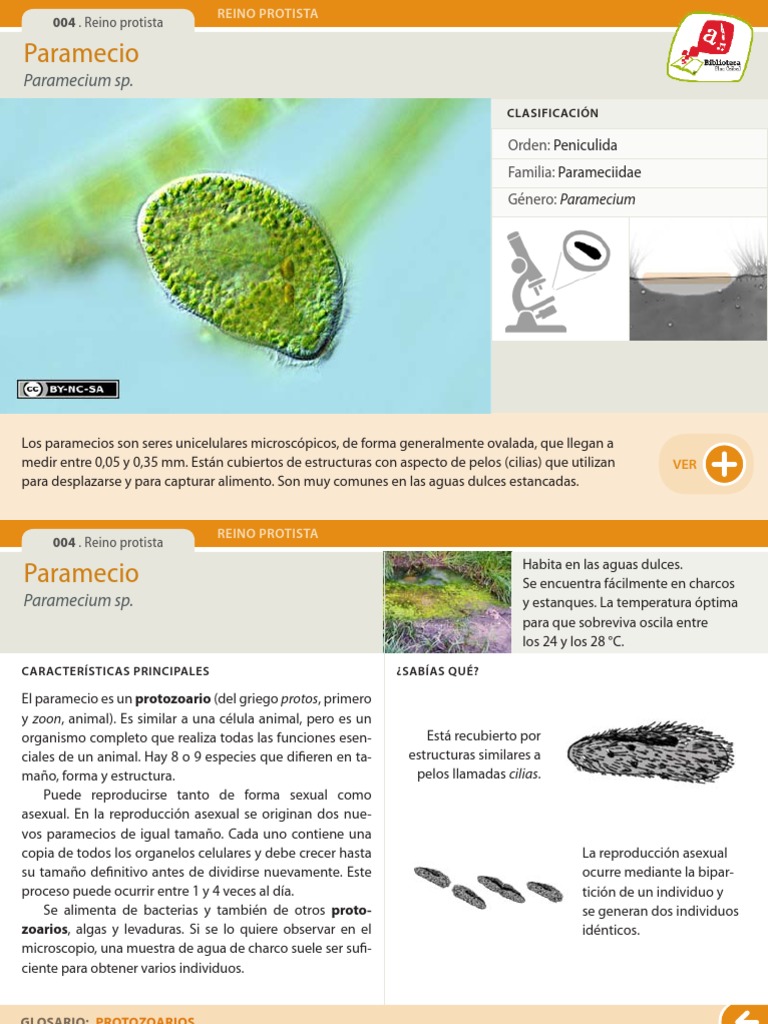 004-paramecio | Protozoos | Organismos