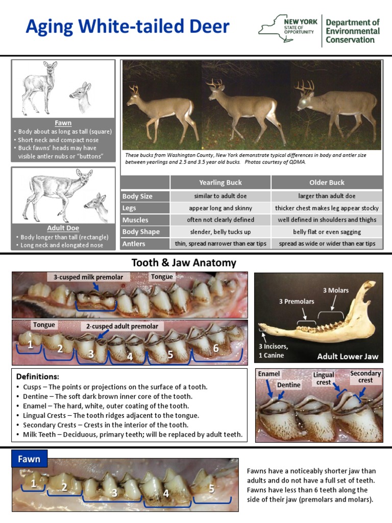 Aging White-Tailed Deer: Tooth & Jaw Anatomy | PDF | Tooth | Tooth Enamel