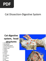 Triadan Tooth Numbering System | PDF