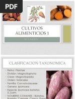 30 Vegetales Con Sus Cromosomas | PDF
