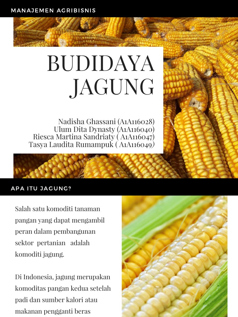 Proposal Budidaya Jagung | PDF