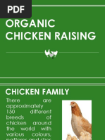 Different Types of Philippine Native Chicken | PDF | Chicken | Agriculture