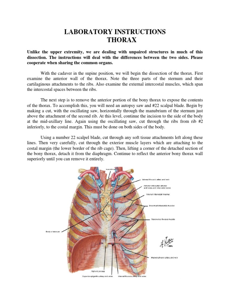 Part 7 Anterior Thorax Wall | PDF | Thorax | Thorax (Human Anatomy)