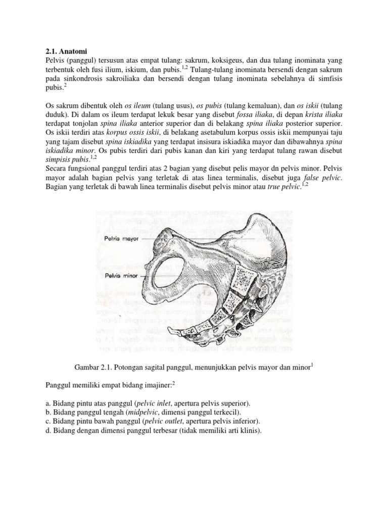 Anatomi Panggul Sempit | PDF