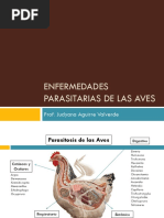 Heterakis Gallinarum | PDF | Heces | Aves