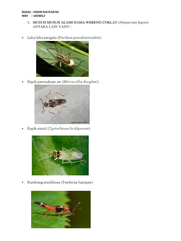 Musuh Musuh Alami Hama Wereng Coklat | PDF