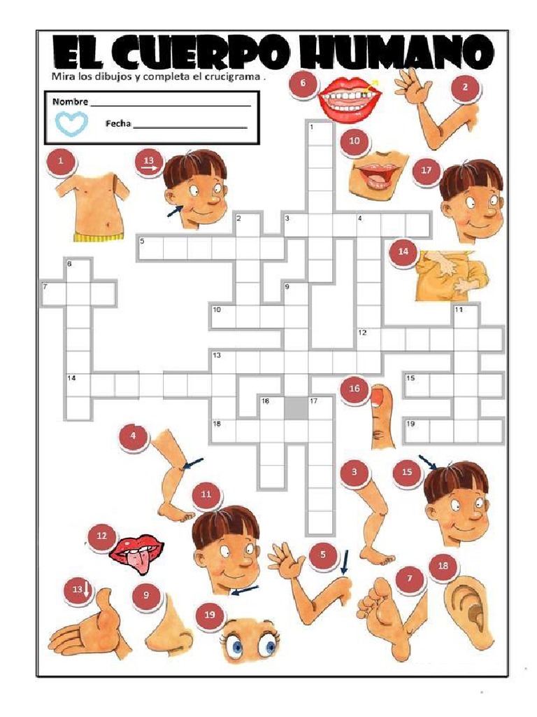 Crucigrama partes del cuerpo
