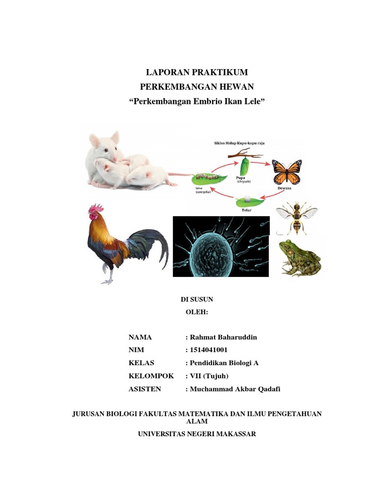 Perkembangan Embrio Ikan Lele-1 | PDF