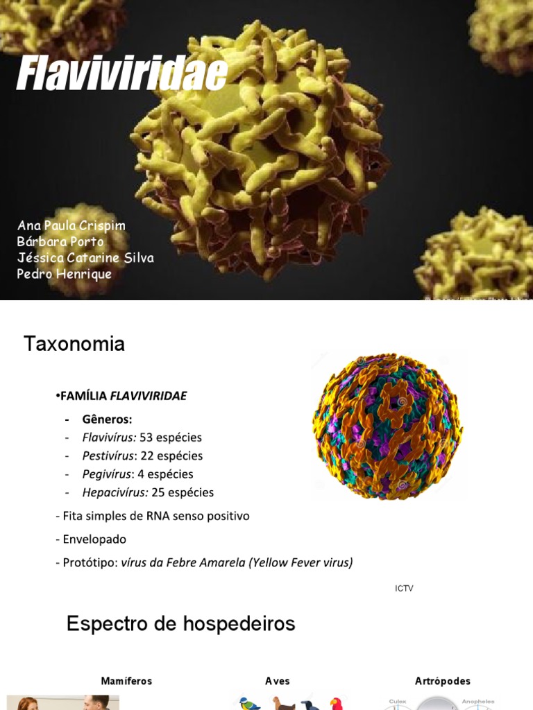 Flaviviridae | Vírus | Microbiologia