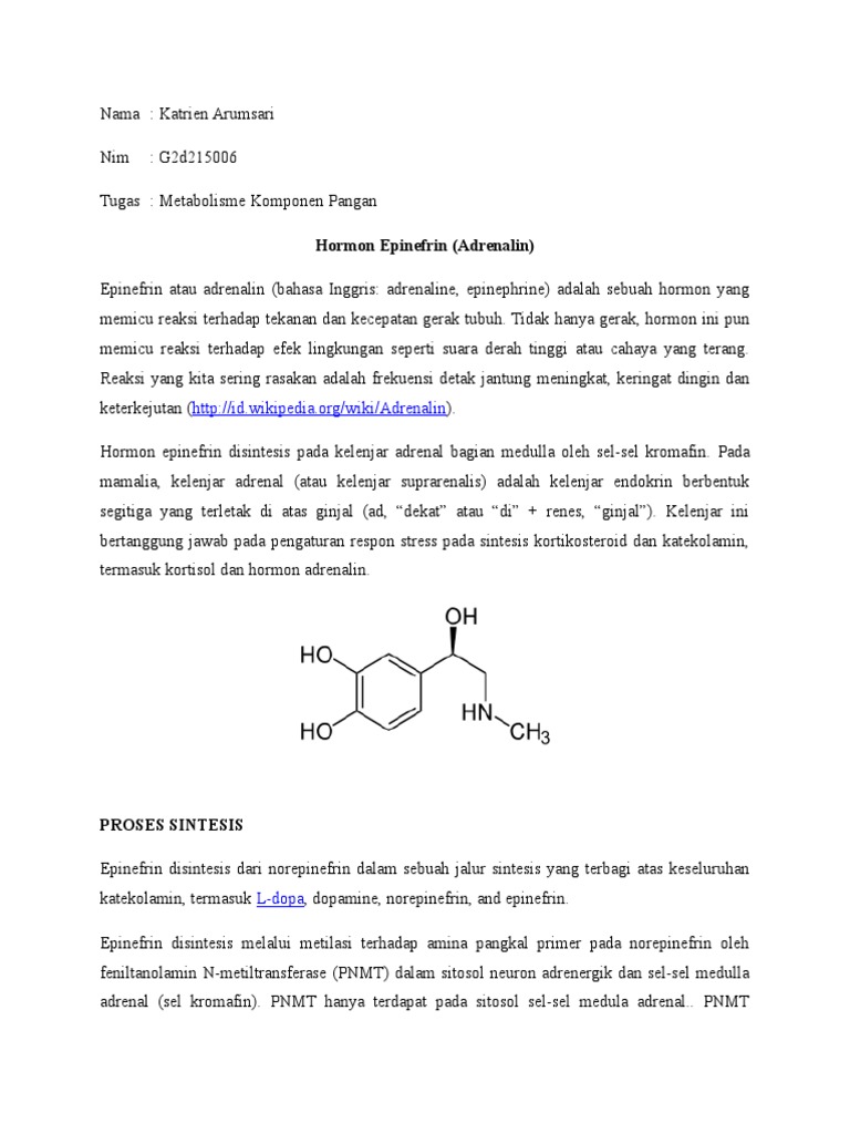 Hormon Adrenalin | PDF