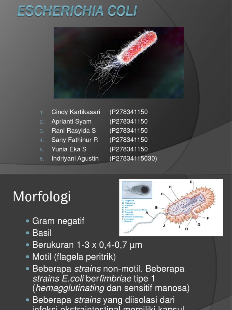 Escherichia Coli | PDF