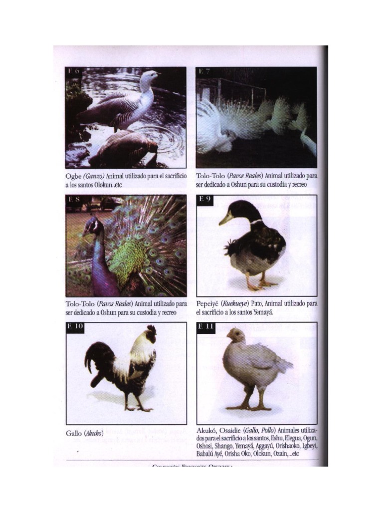 Adimu para Los Orishas II | PDF