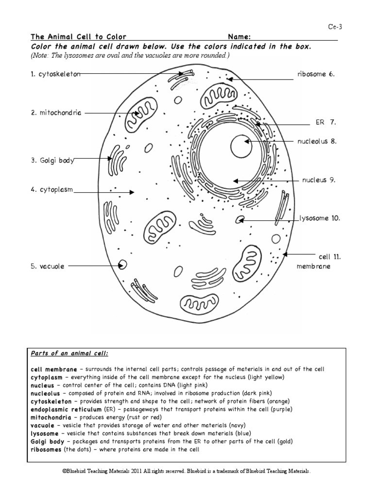 Color The Animal Cell | PDF | Endoplasmic Reticulum | Cell Nucleus