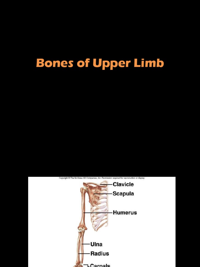 4.bones of Upper Limb | PDF | Thumb | Limbs (Anatomy)