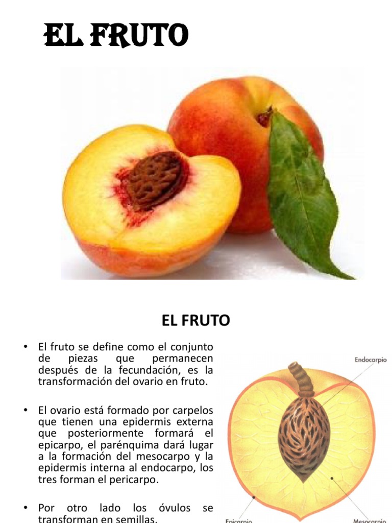 EL FRUTO | Fruta | Organismos