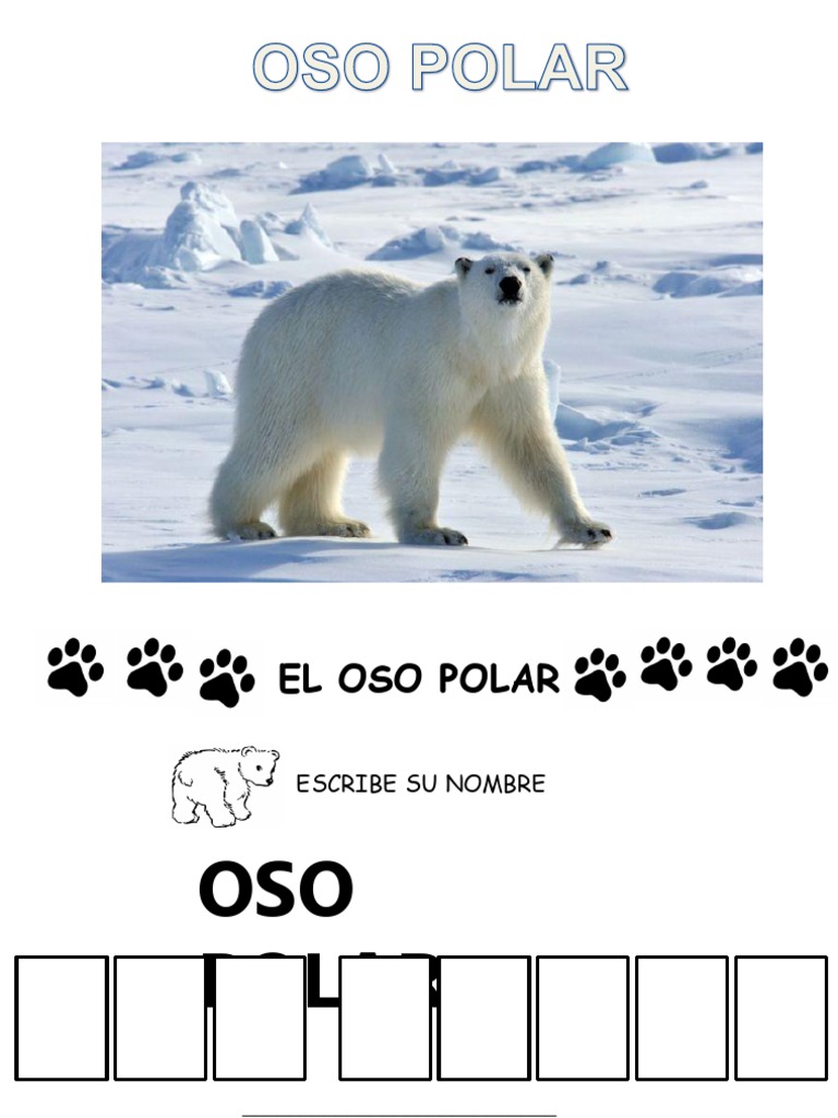 Actividades educativas sobre el oso polar | PDF | Osos | Oso polar
