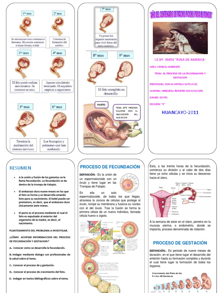 Triptico Proceso de Fecundacion y Gestac | PDF | Útero | El embarazo