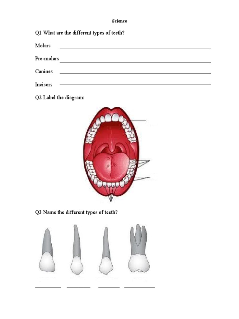 Q1 What Are The Different Types of Teeth? Molars Pre-Molars Canines ...