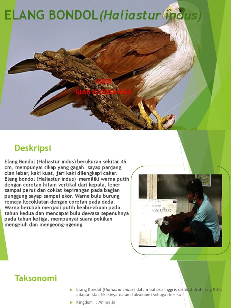 Deskripsi dan Habitat Elang Bondol | PDF