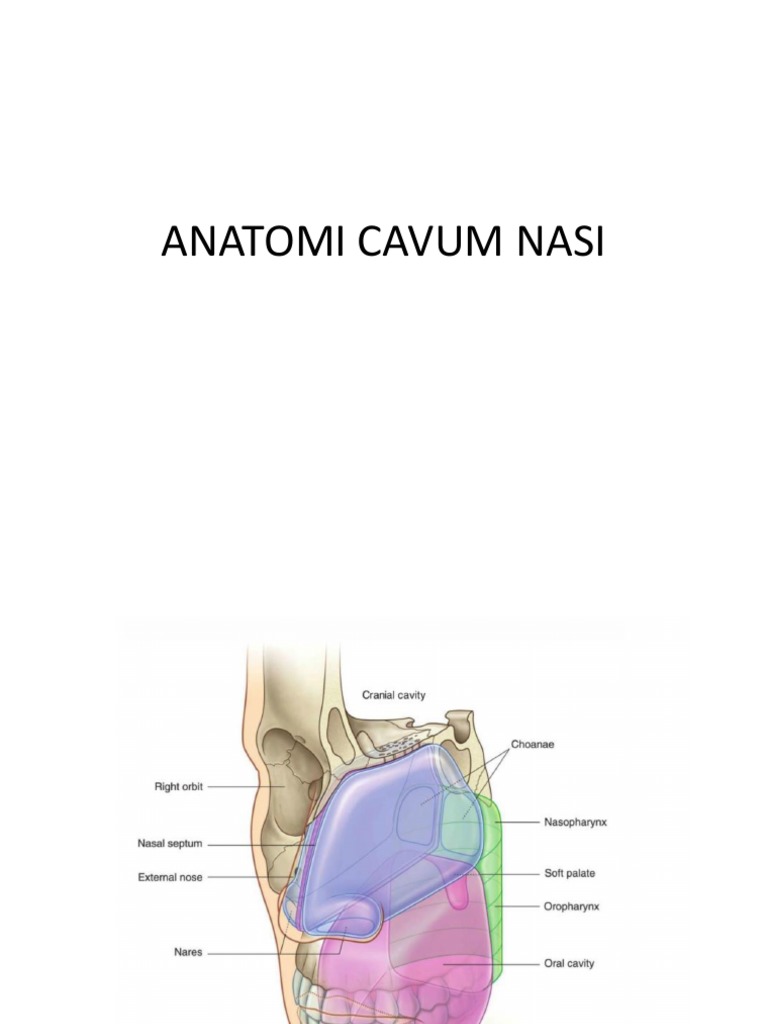 Anatomi dan Fungsi Cavum Nasi | PDF